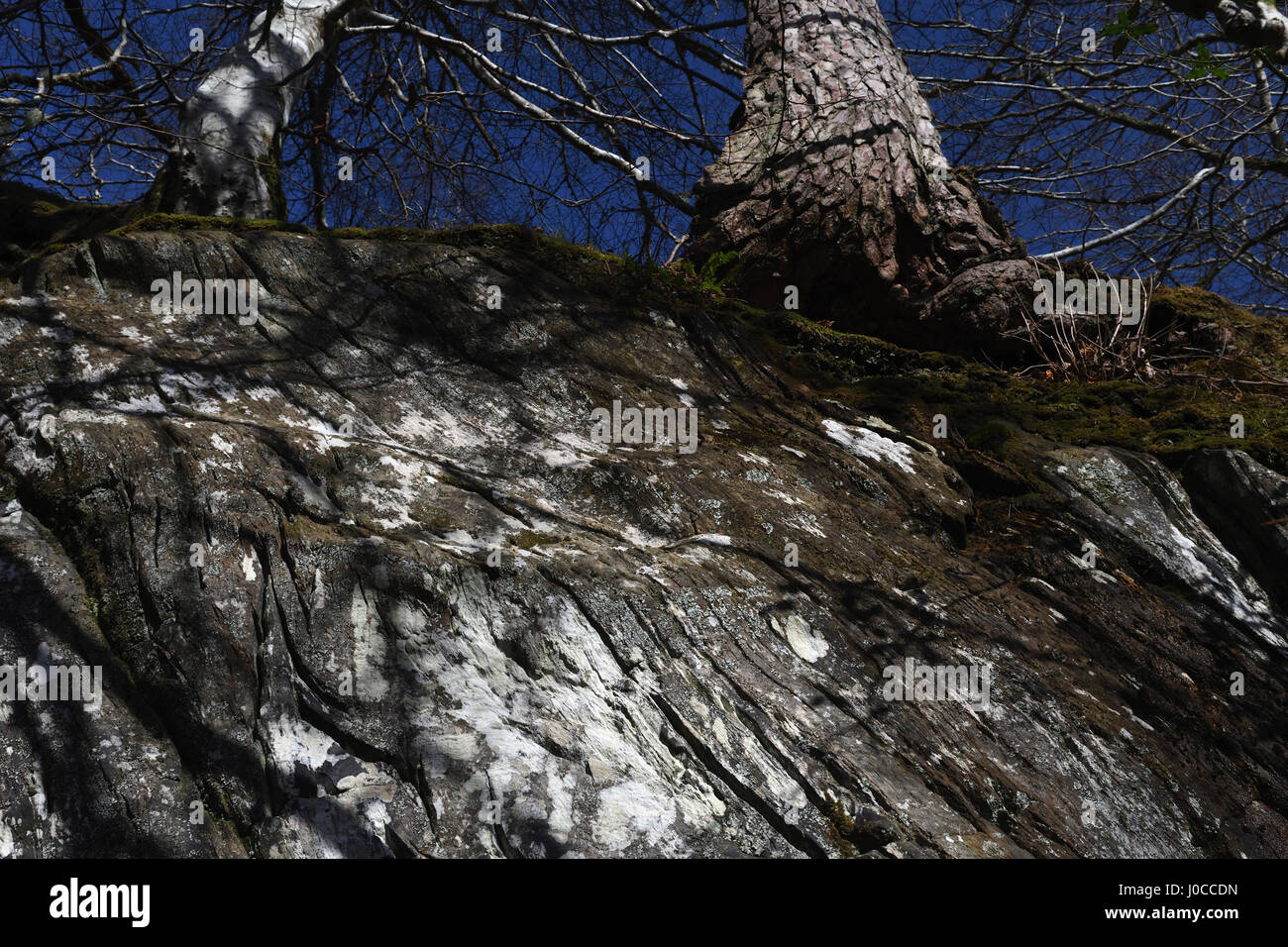 Silver birch tree rock hi-res stock photography and images - Alamy