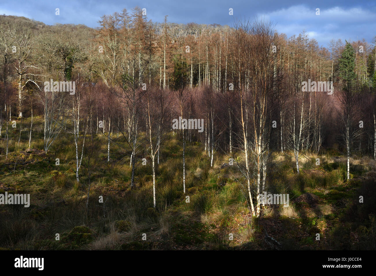 Salen Ardnamurchan High Resolution Stock Photography and Images - Alamy