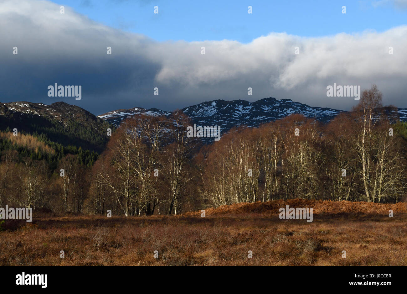 silver birch;trees;betula pendula;strathglass;highlands;scotland Stock ...