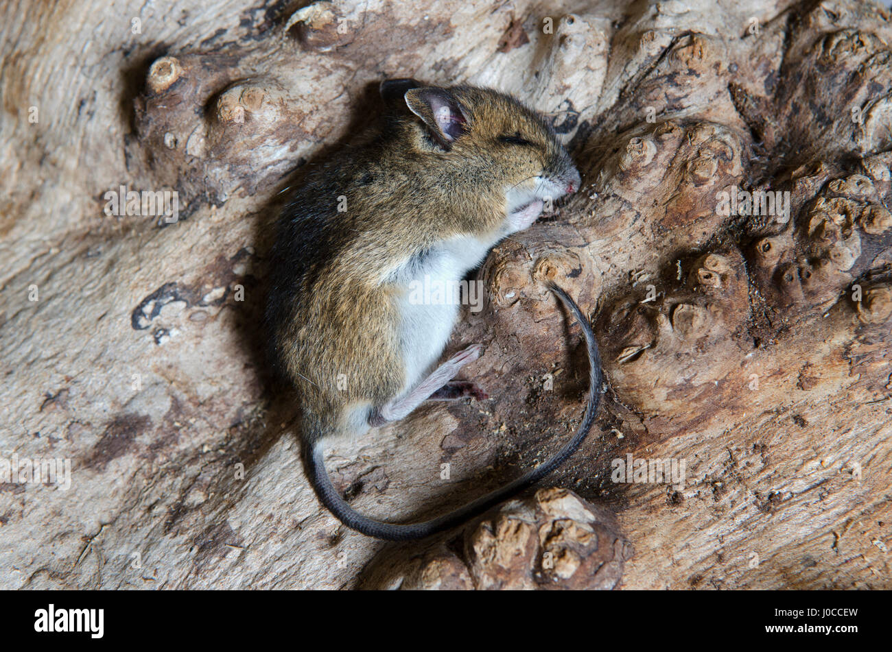 wood mouse;apodemus sylvaticus;deceased;dead;highlands;scotland Stock ...