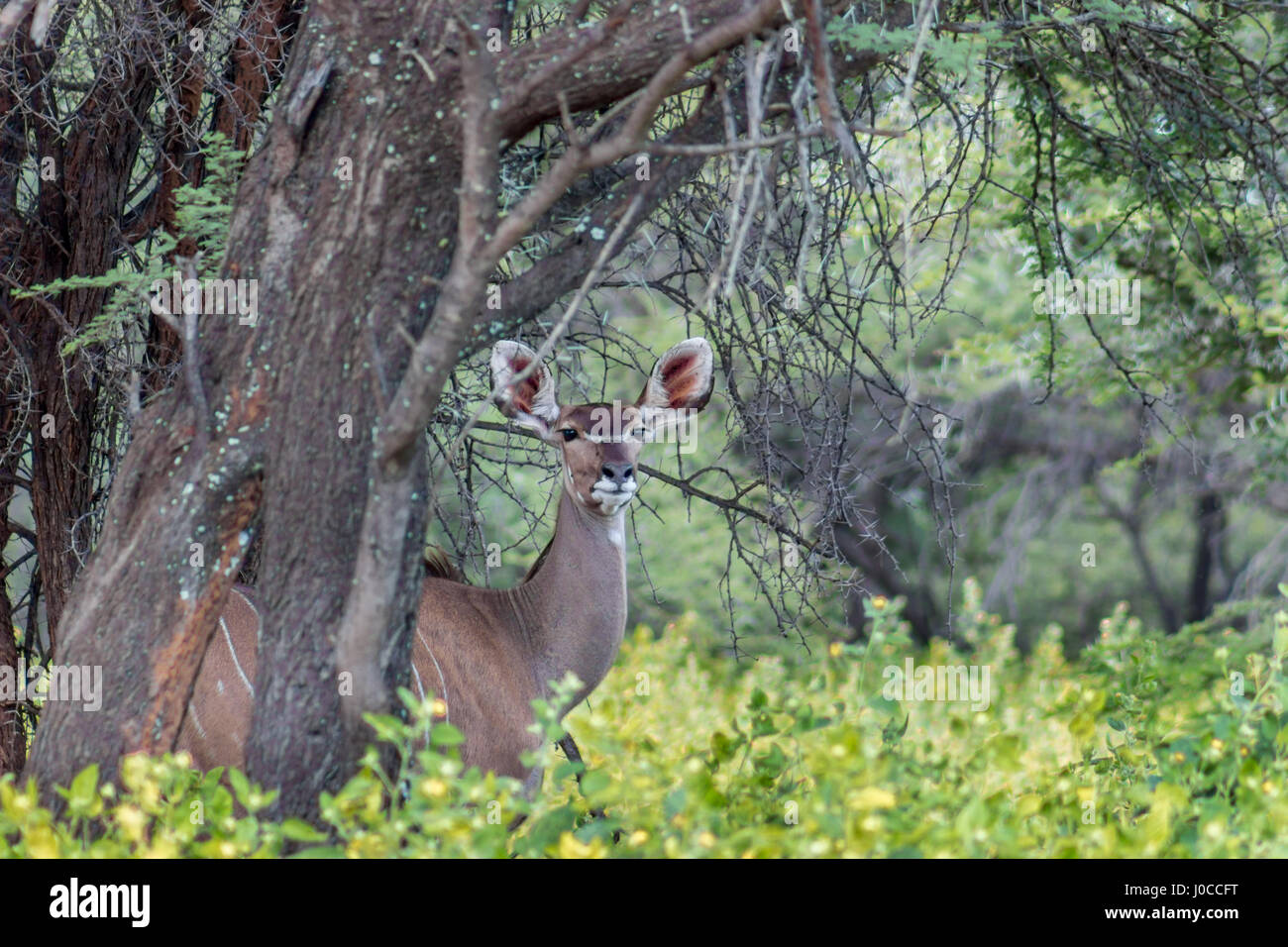 Kudu behind tree hi-res stock photography and images - Alamy