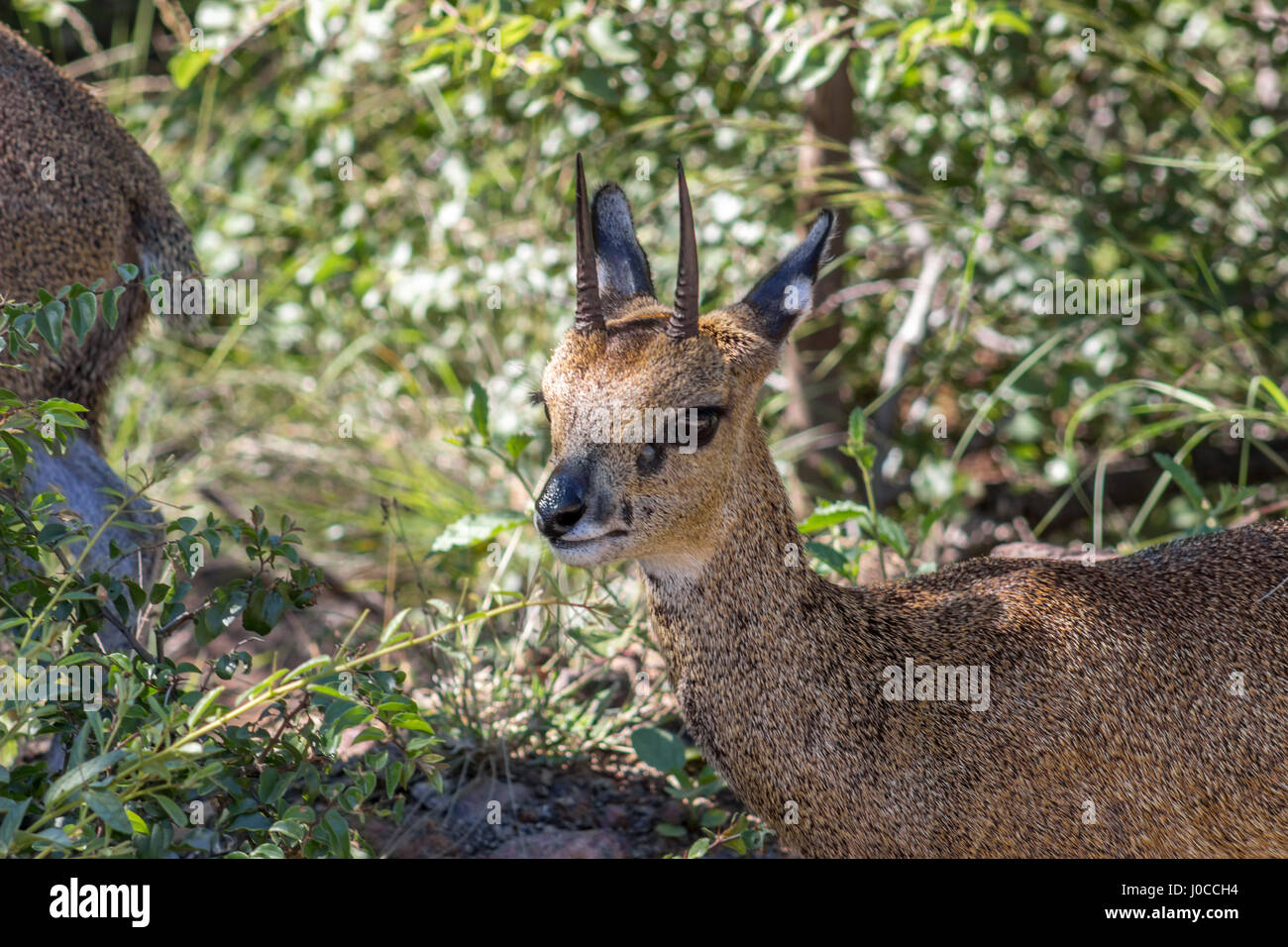 Klipspringer wildlife hi-res stock photography and images - Alamy