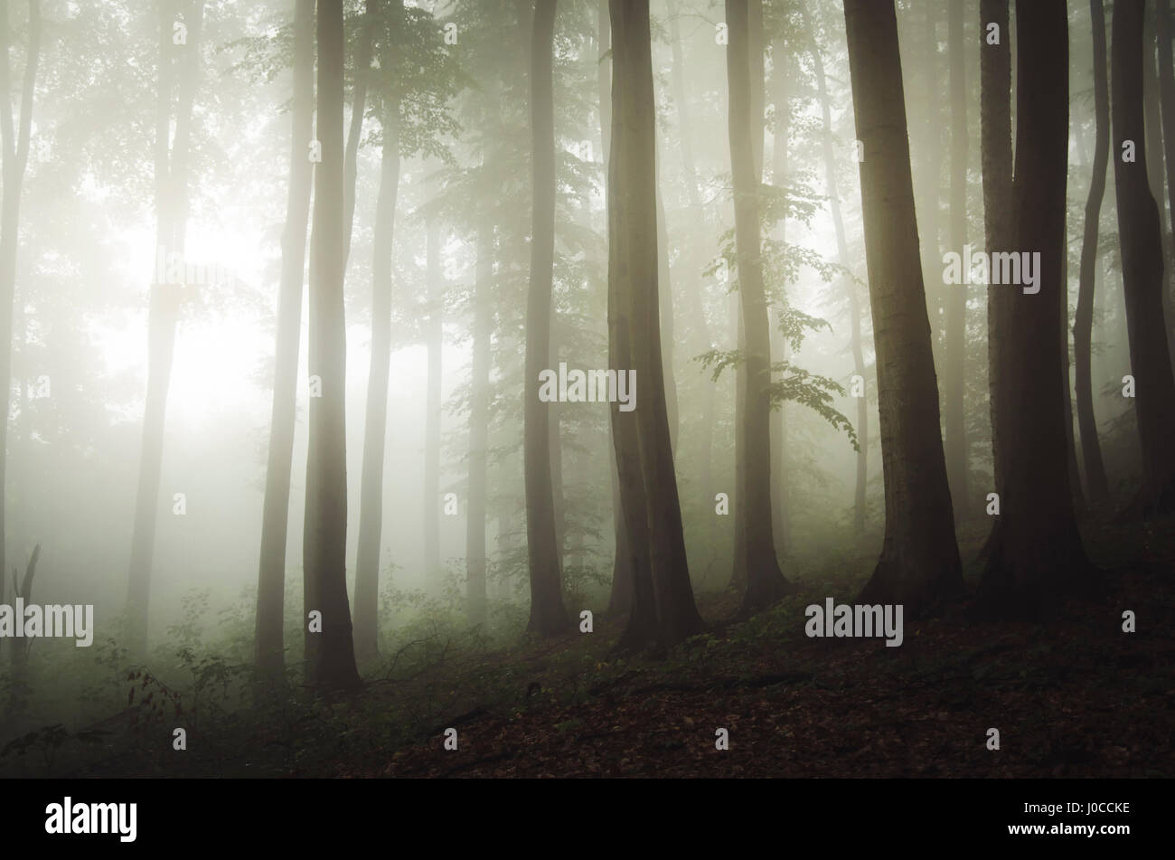 misty forest in fog background Stock Photo - Alamy