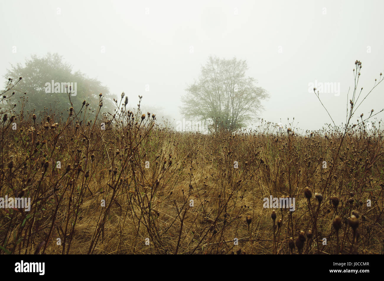 trees in fog, rainy weather landscape Stock Photo - Alamy