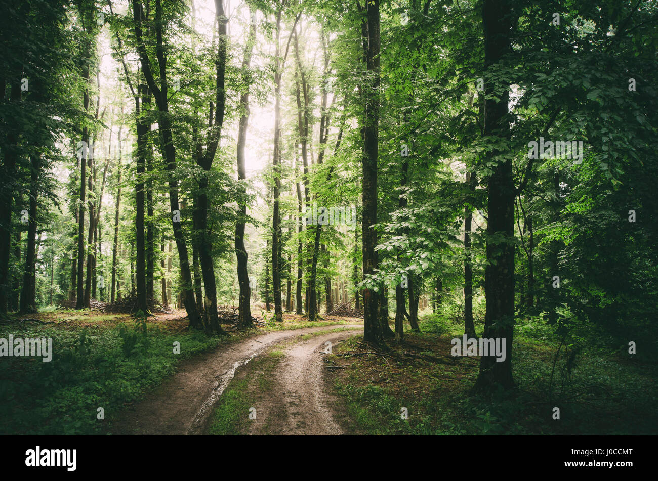 Rainy forest road hi-res stock photography and images - Alamy
