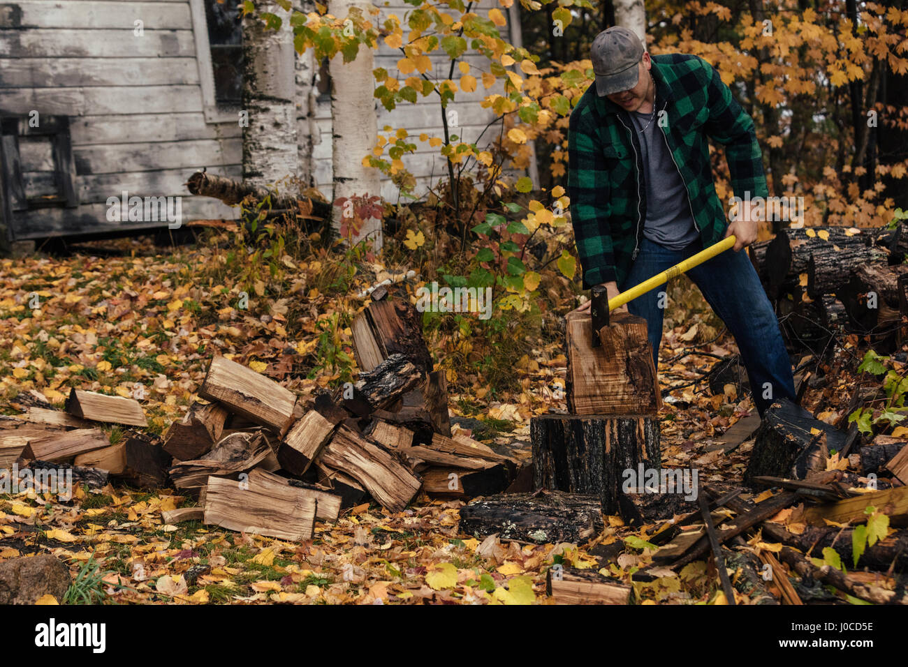 Mature man chopping logs in autumn forest, Upstate New York, USA Stock ...
