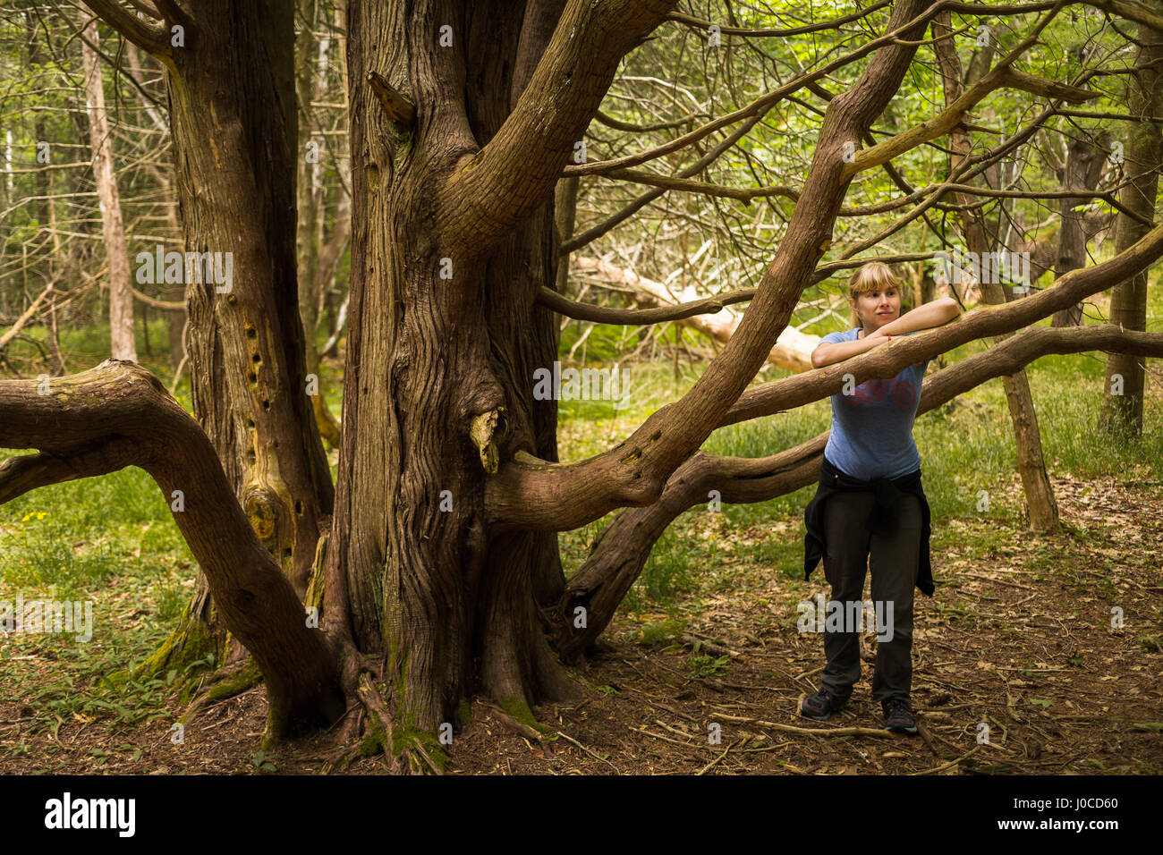 Mid adult woman leaning against tree branch in forest, Maine, USA Stock ...