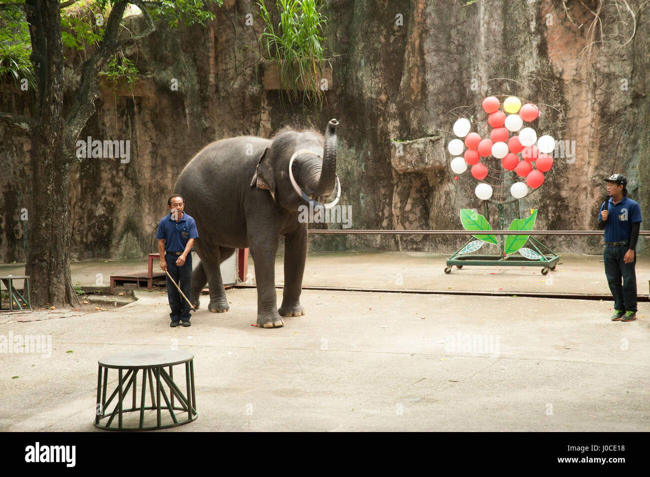 Elephant show, sriracha zoo, bangkok, thailand, asia Stock Photo - Alamy