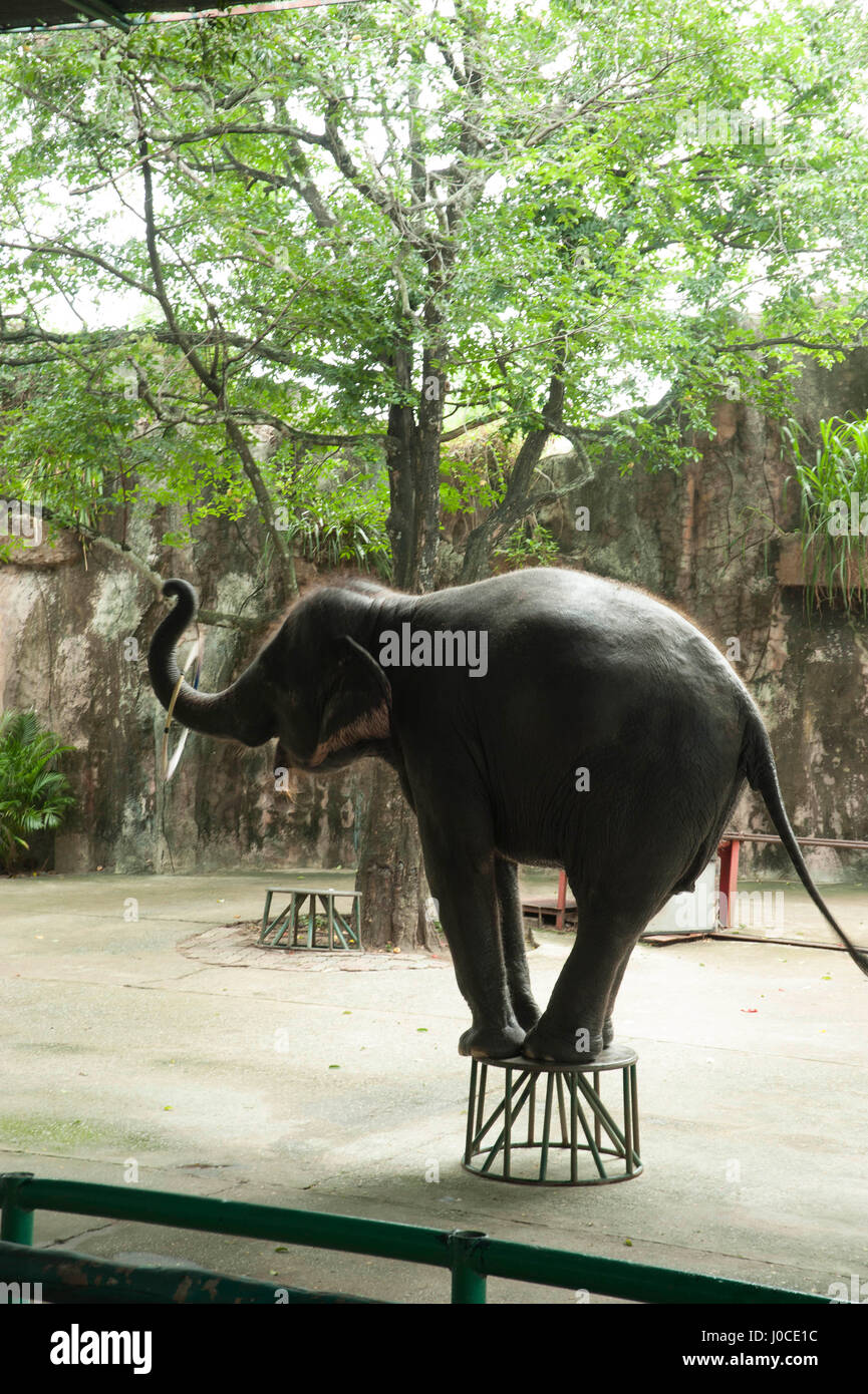 Elephant show, sriracha zoo, bangkok, thailand, asia Stock Photo - Alamy