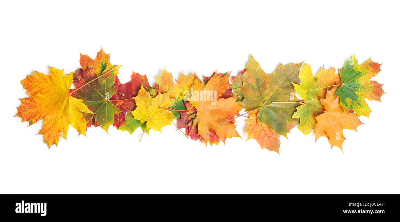 Autumn leaves isolated on white background Stock Photo - Alamy