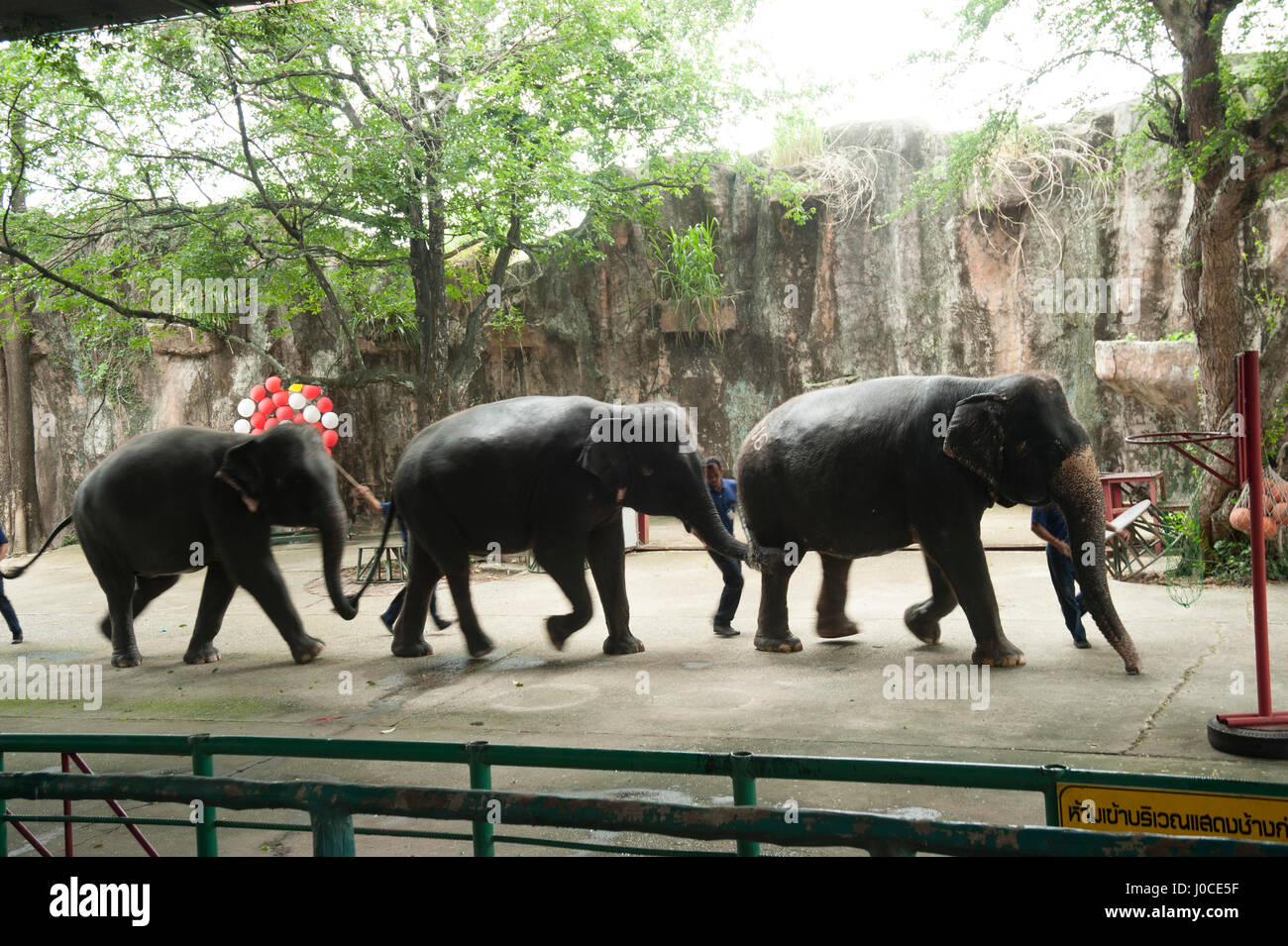 Elephant show at sriracha zoo, bangkok, thailand, asia Stock Photo - Alamy