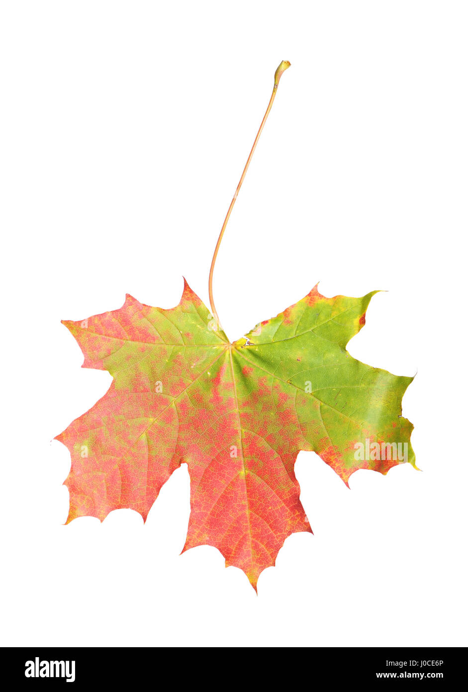 Maple leaf isolated on white background Stock Photo - Alamy