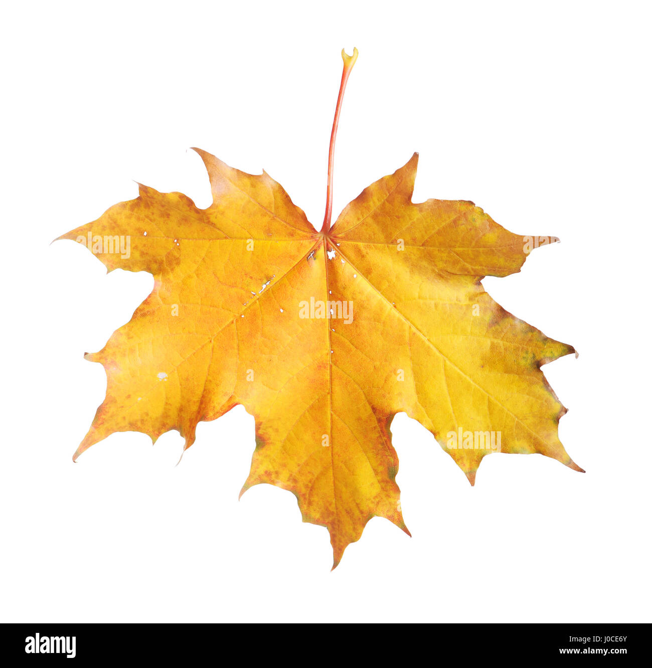 Maple leaf isolated on white background Stock Photo - Alamy