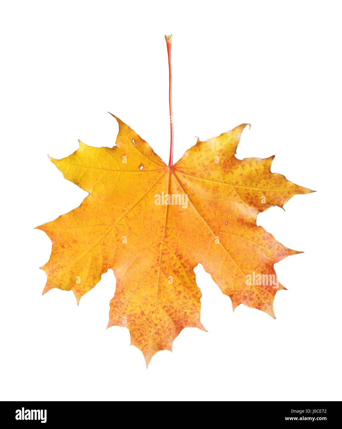 Maple leaf isolated on white background Stock Photo - Alamy