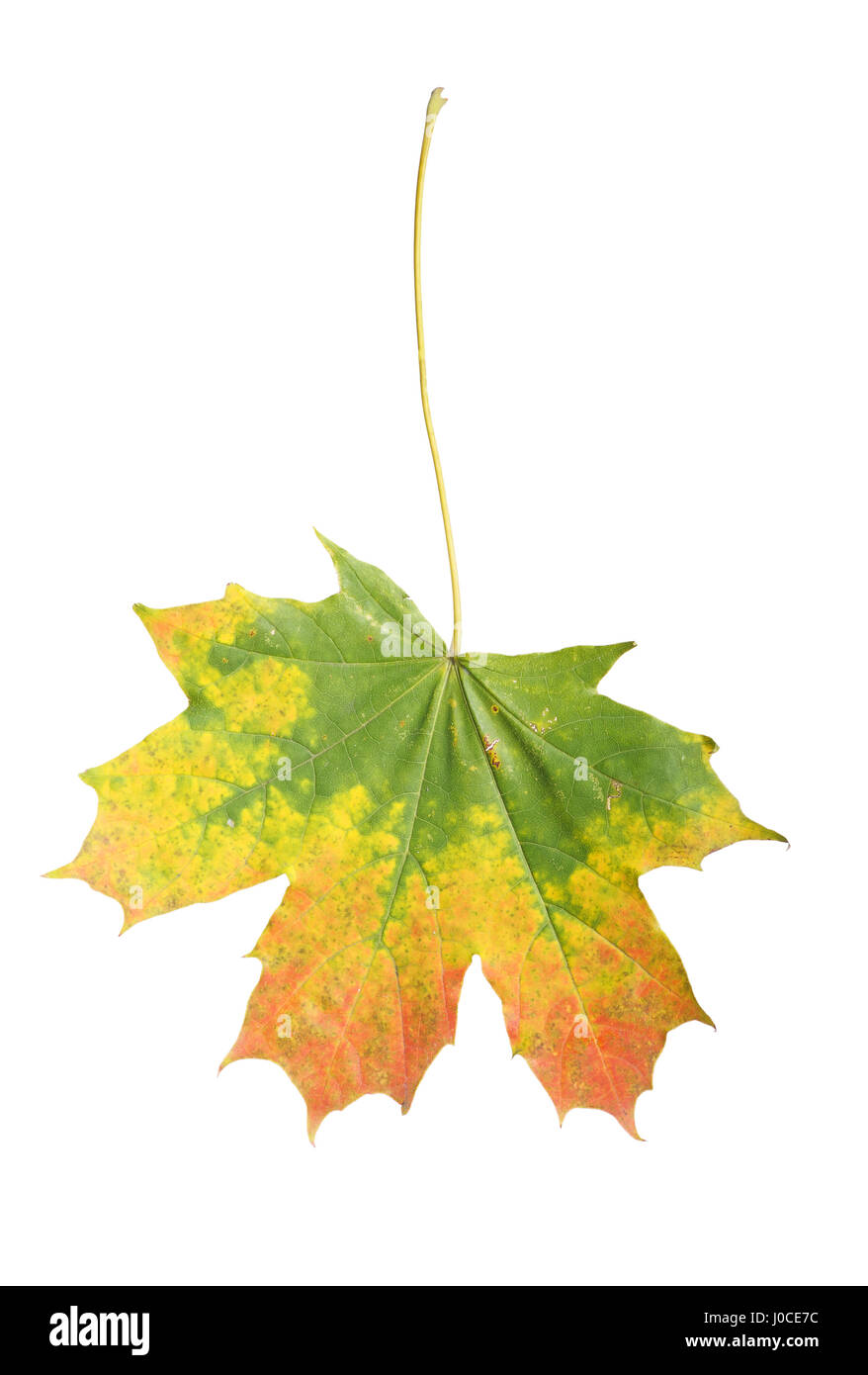 Maple leaf isolated on white background Stock Photo - Alamy