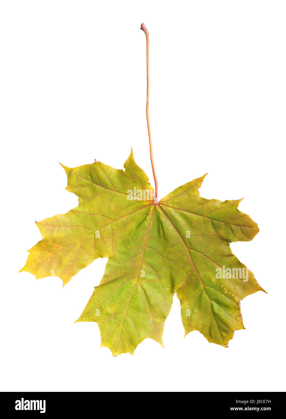 Maple leaf isolated on white background Stock Photo - Alamy