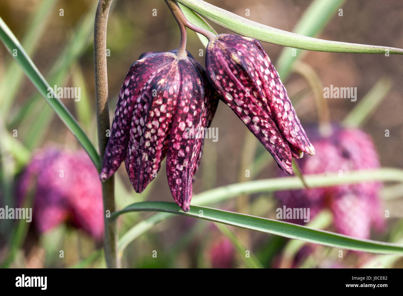 Snake's head fritillary, Fritillaria meleagris Stock Photo - Alamy