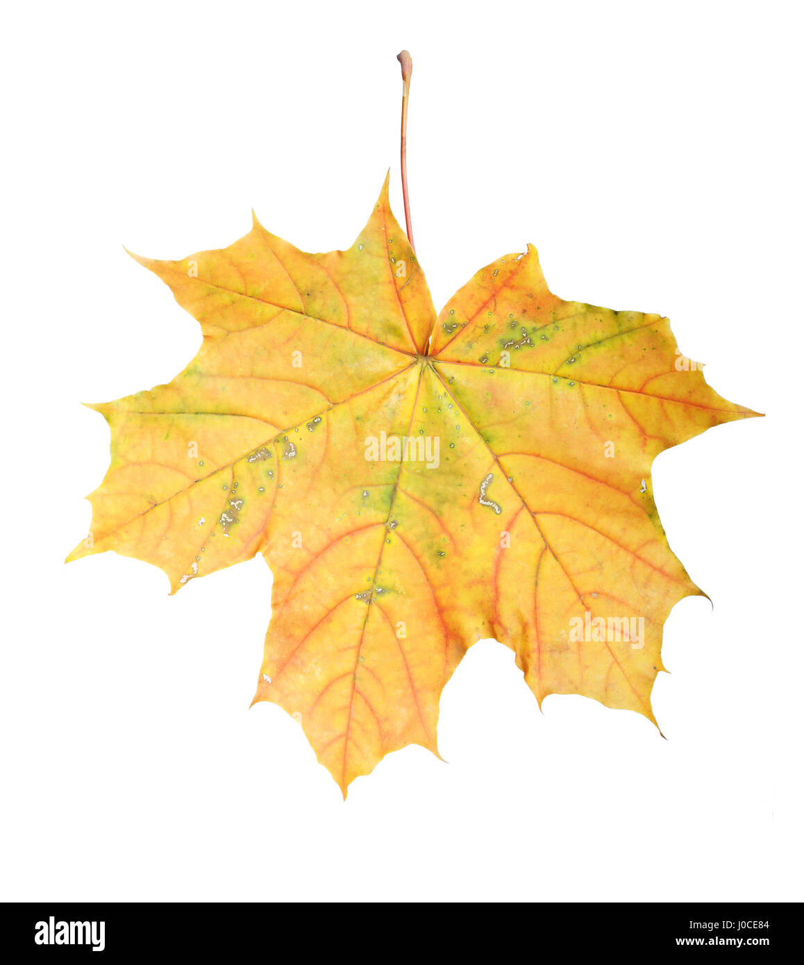 Maple leaf isolated on white background Stock Photo - Alamy