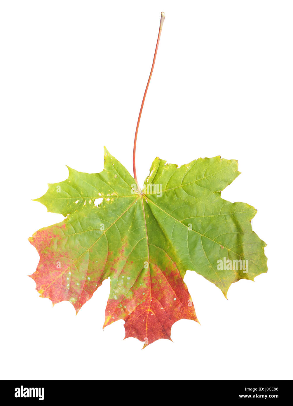 Maple leaf isolated on white background Stock Photo - Alamy