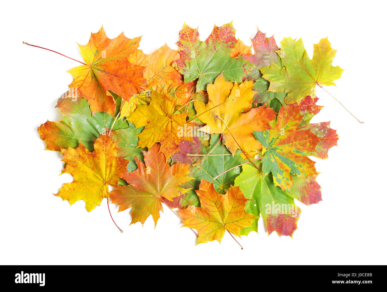 Autumn leaf isolated on white background Stock Photo - Alamy
