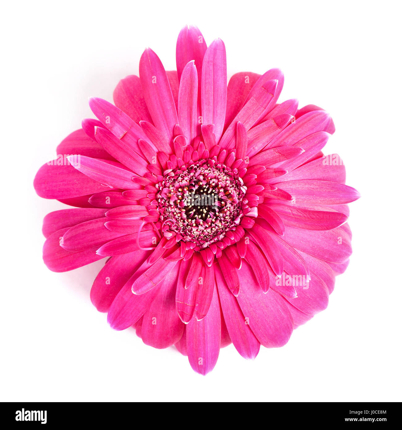 Wilted flower isolated on white Stock Photo - Alamy