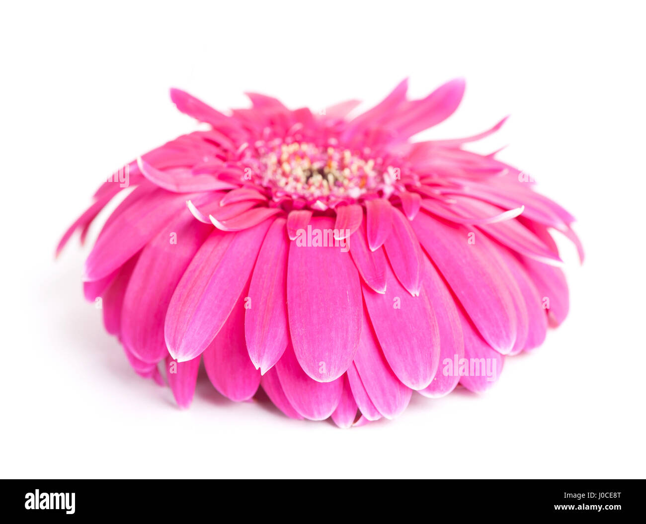 Wilted flower isolated on white Stock Photo - Alamy