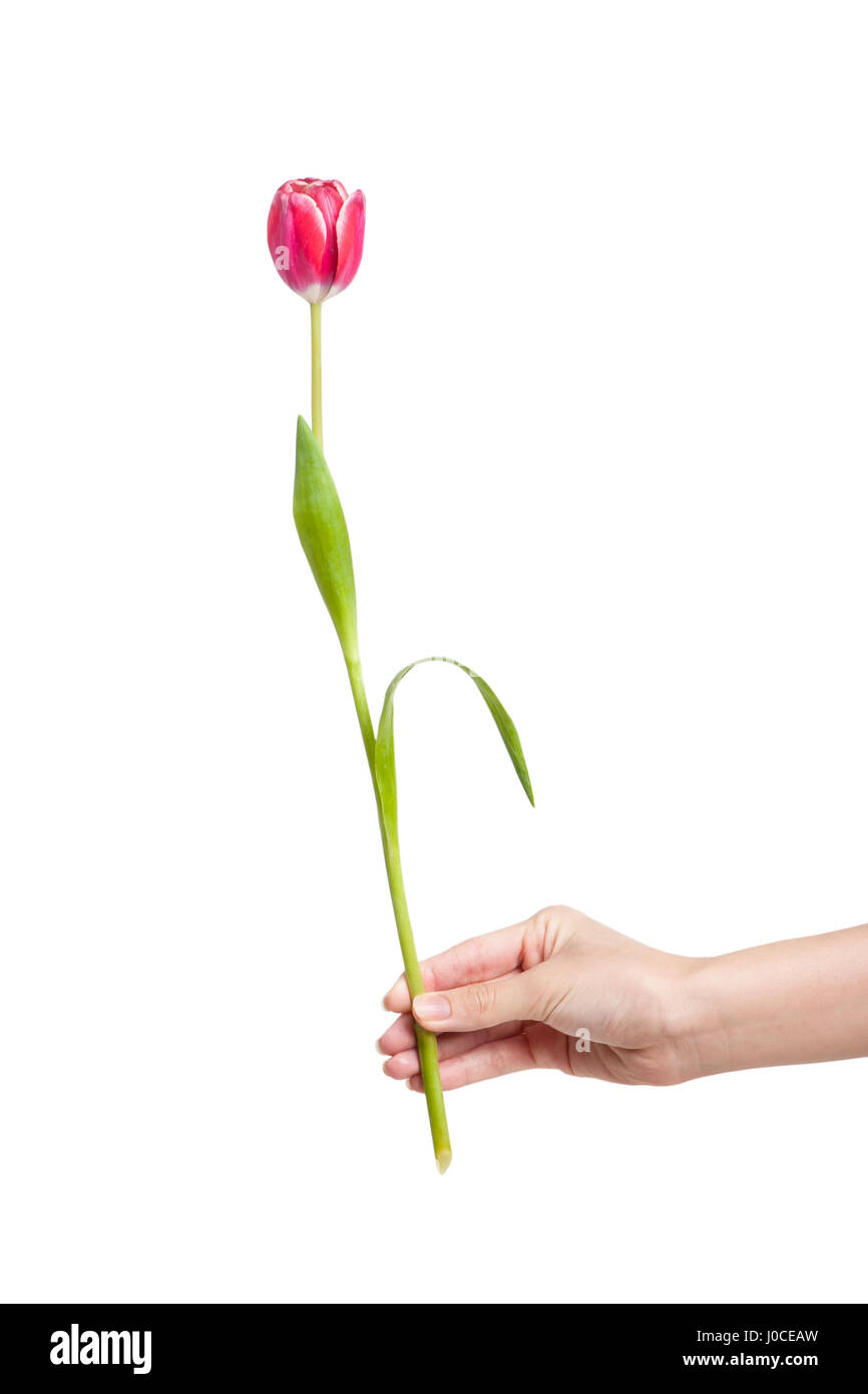 Tulip in hand isolated on white background Stock Photo - Alamy
