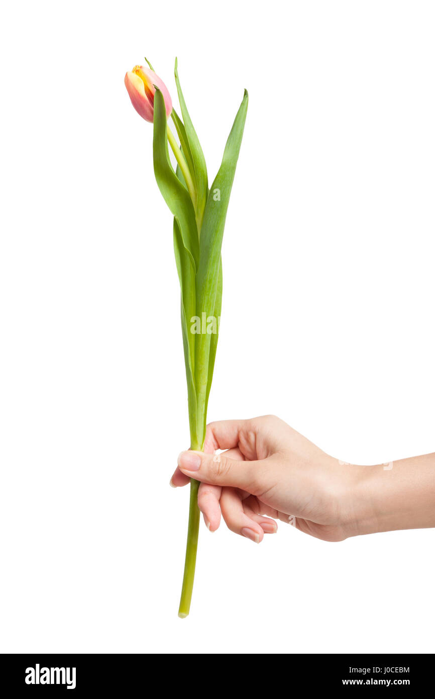 Tulip in female hand isolated on white background Stock Photo - Alamy