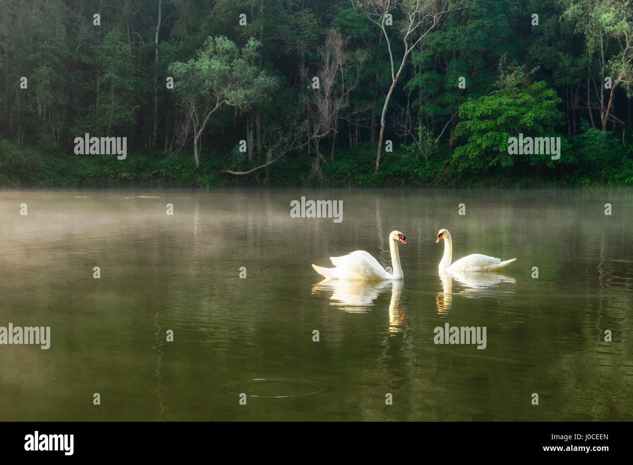 The white swan swim in the lake with the morning mist scene Stock Photo ...