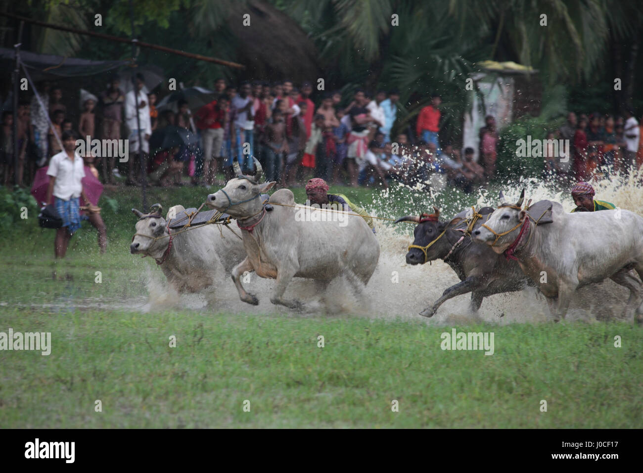 Bull race, west bengal, india, asia Stock Photo - Alamy