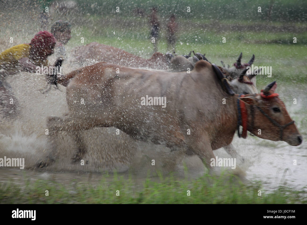 Bull race, west bengal, india, asia Stock Photo - Alamy