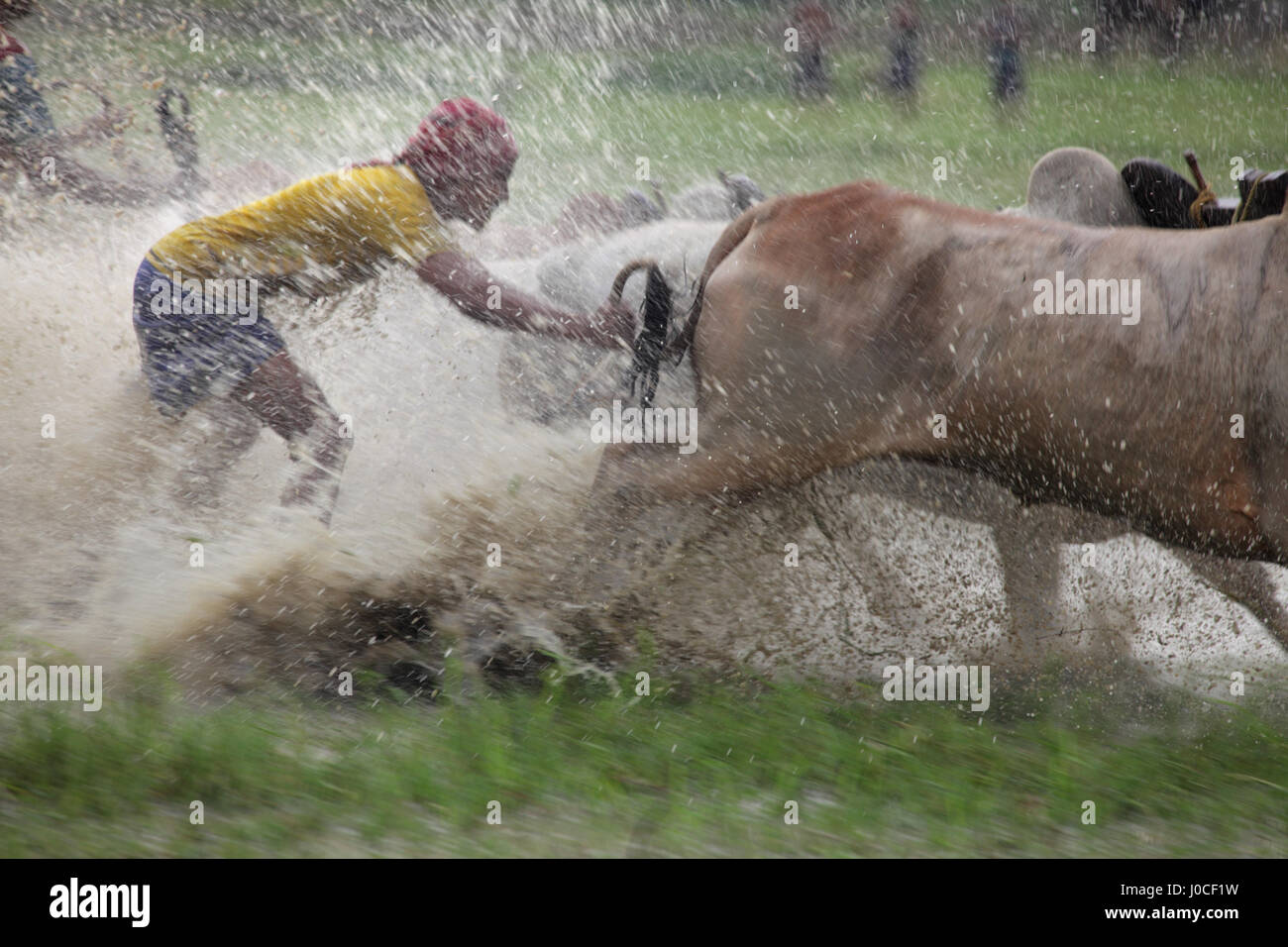 Bull race, west bengal, india, asia Stock Photo - Alamy