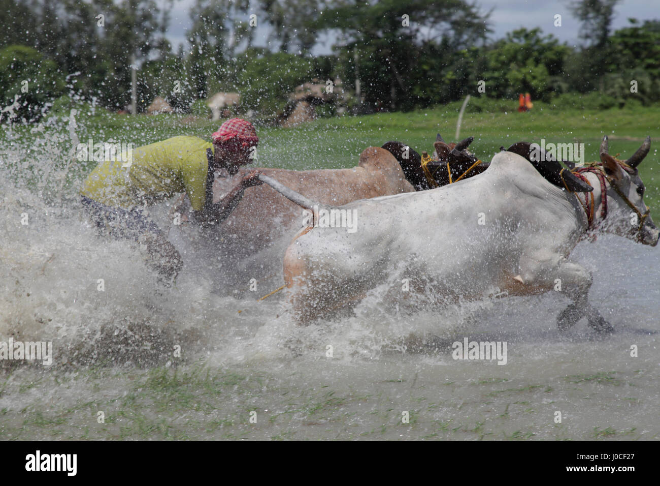 Indian bulls hi-res stock photography and images - Alamy