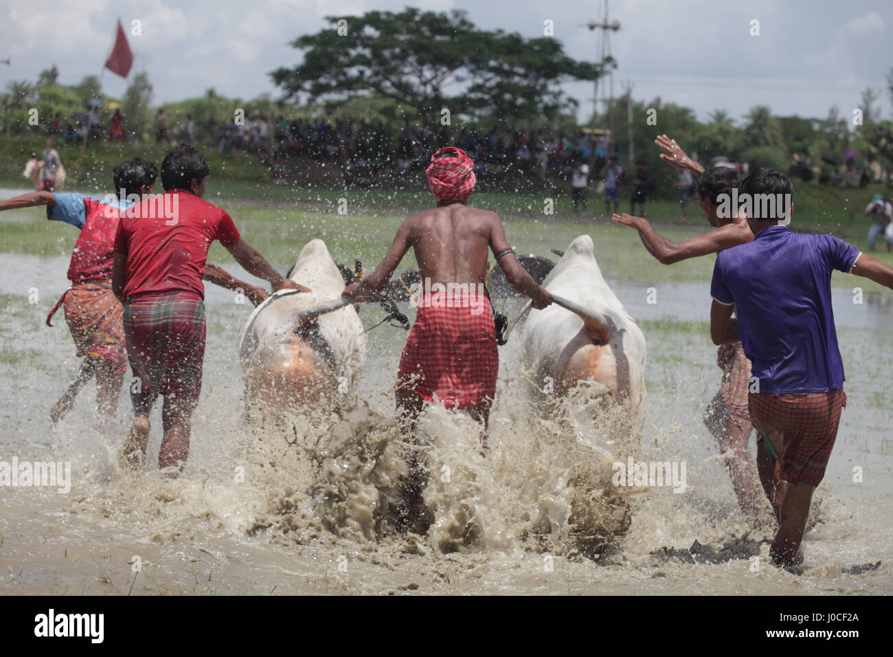 Bull race, west bengal, india, asia Stock Photo - Alamy
