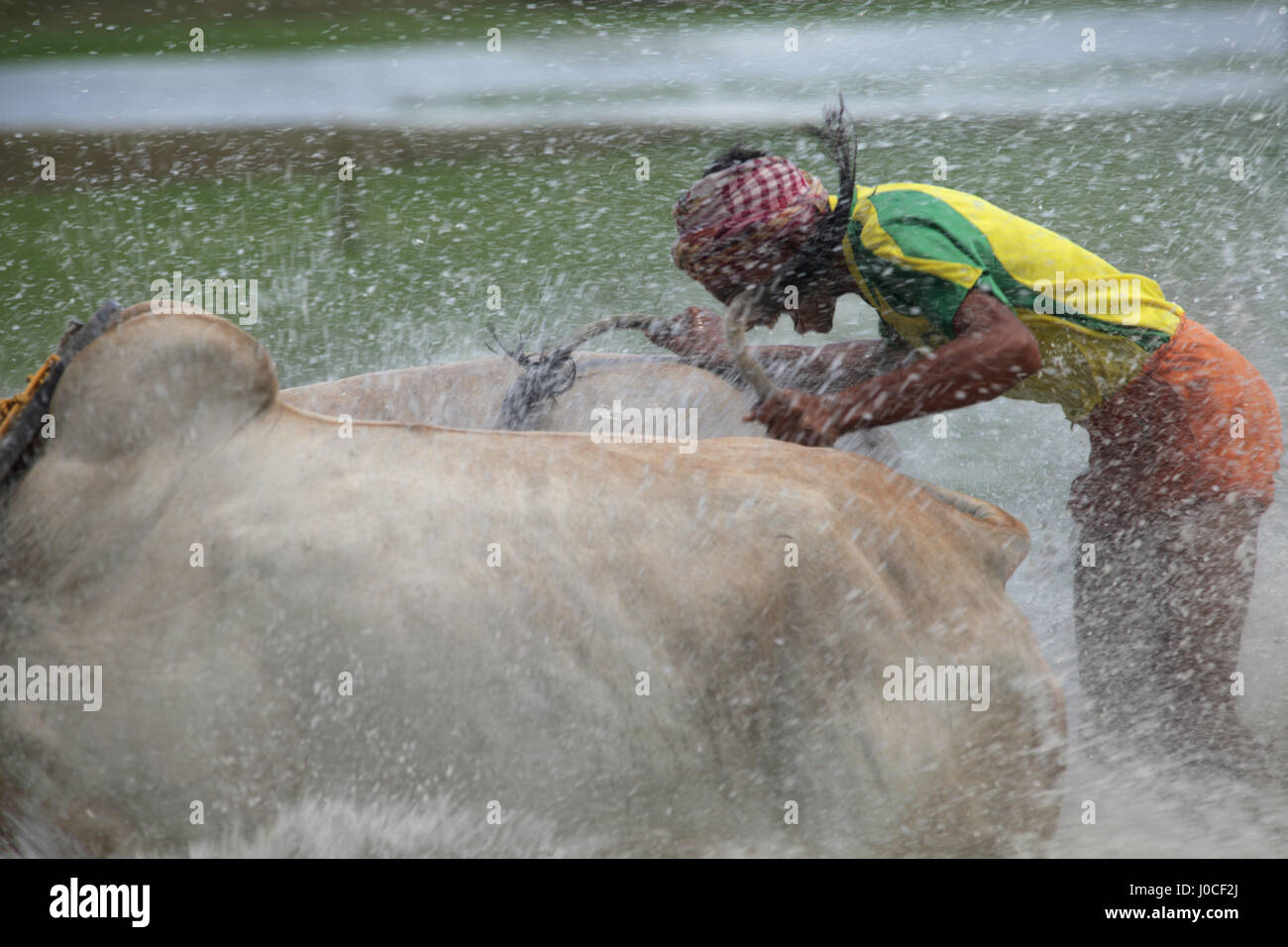 Indian bulls hi-res stock photography and images - Alamy