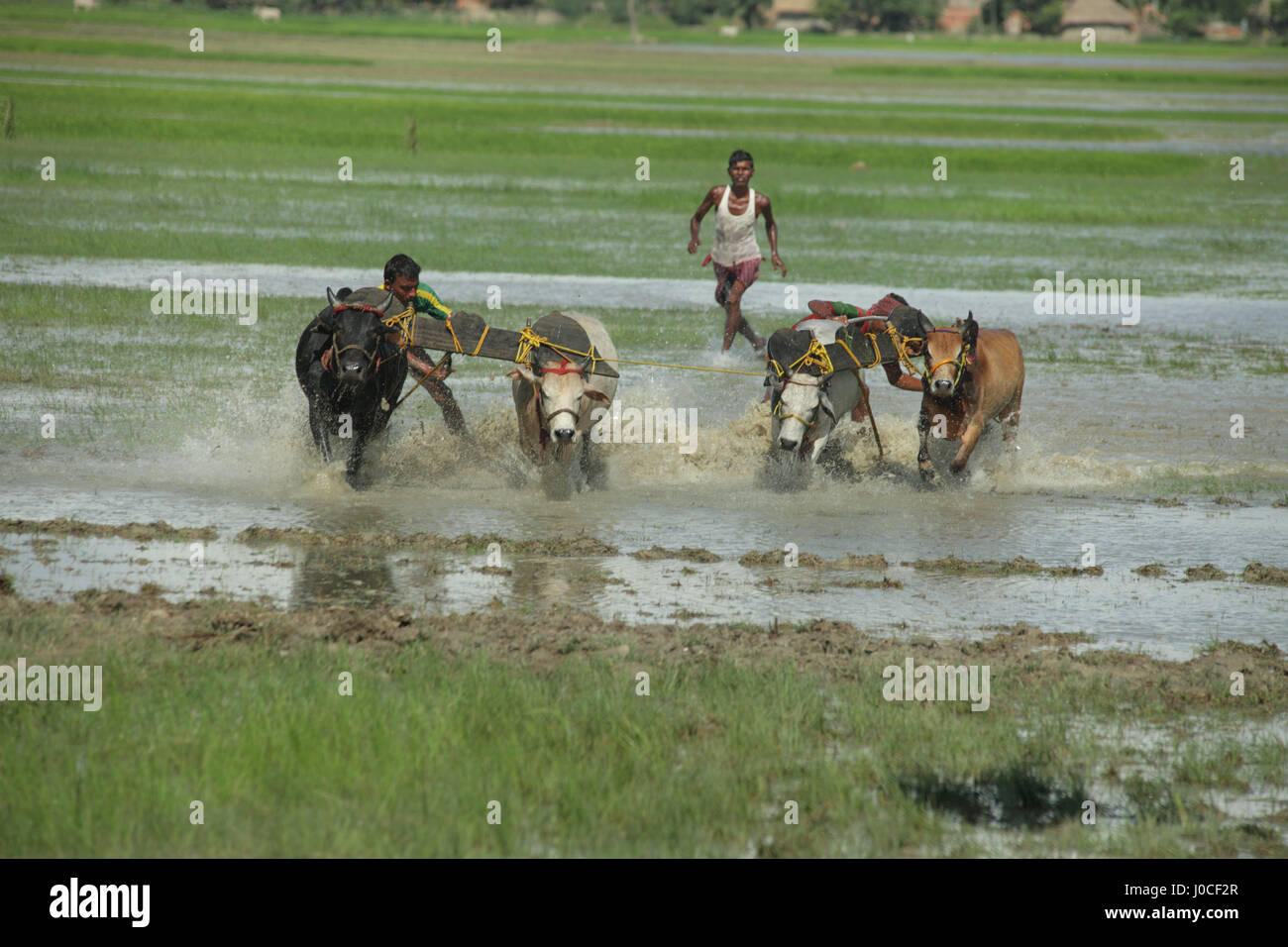 Bull race west bengal india hi-res stock photography and images - Alamy