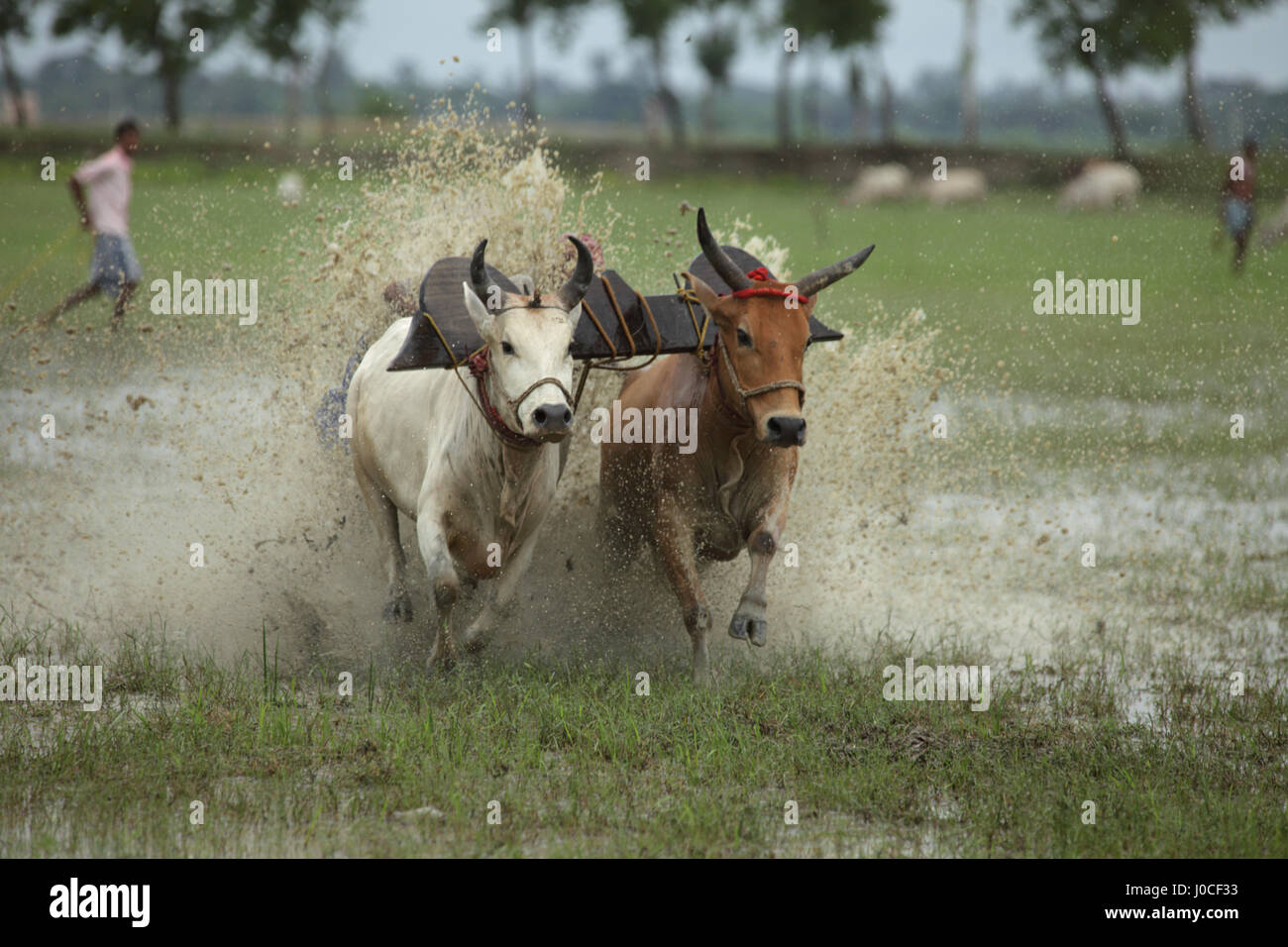 India bull race hi-res stock photography and images - Alamy