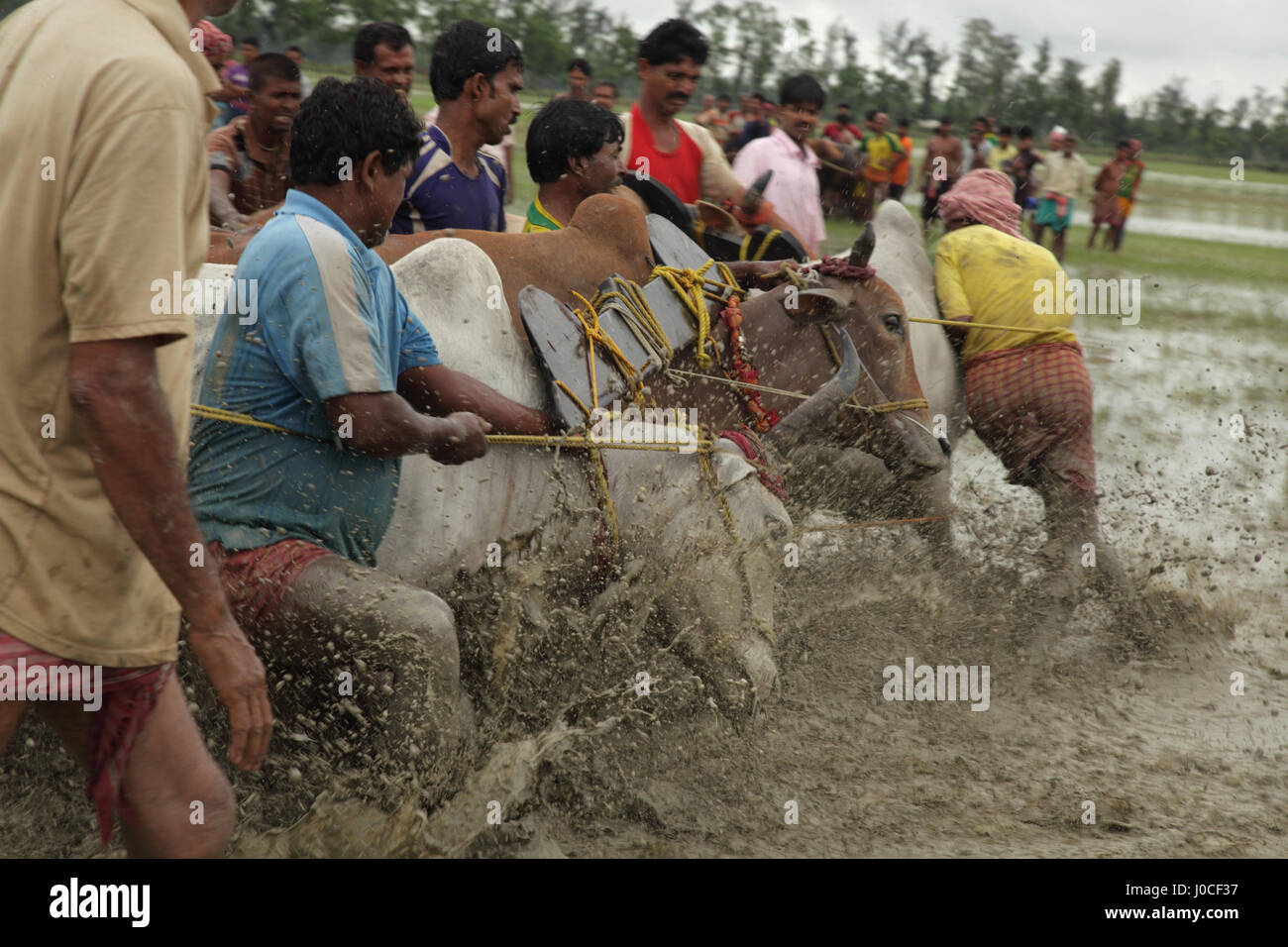 Bull race, west bengal, india, asia Stock Photo - Alamy