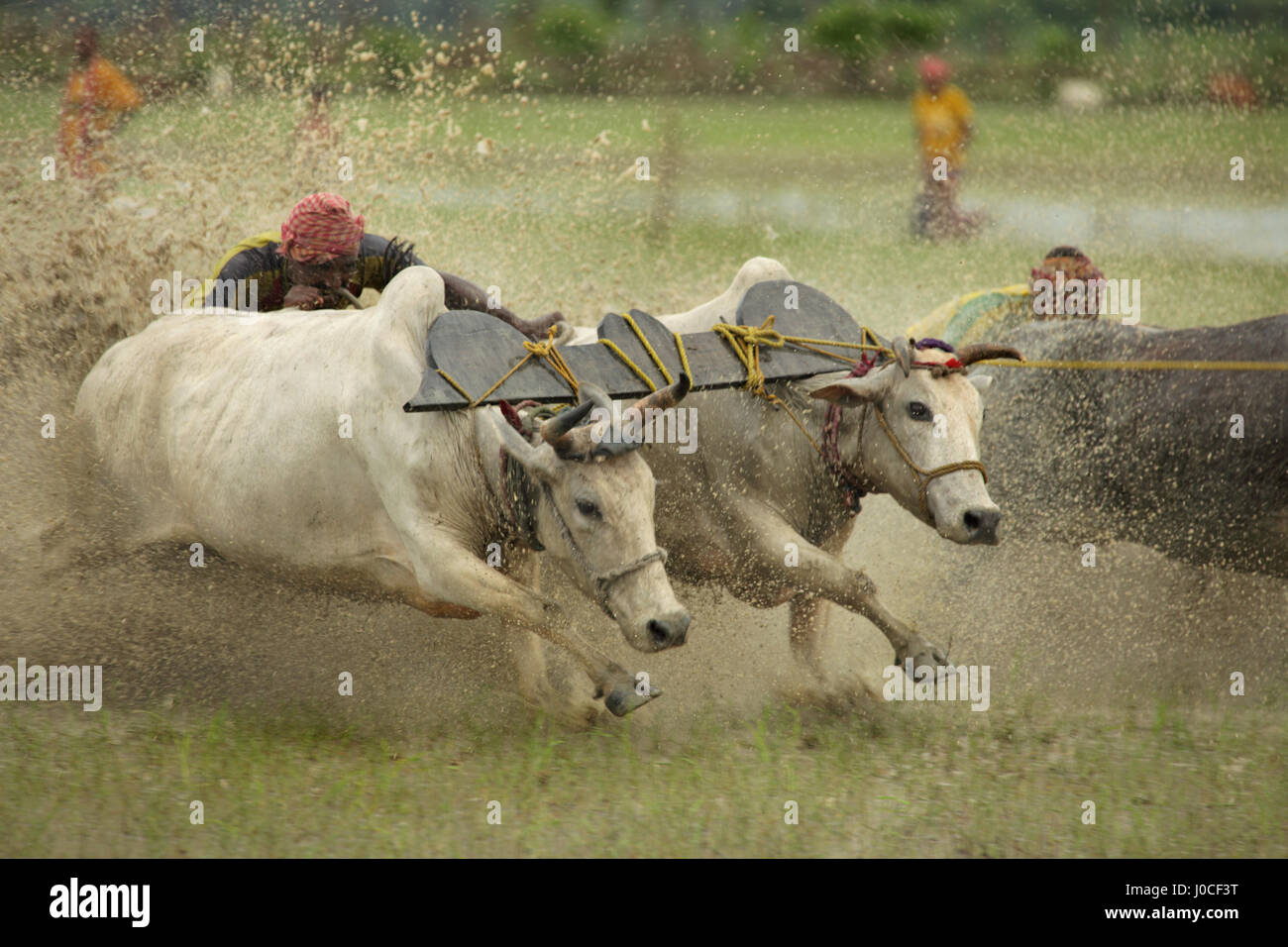 Bull race, west bengal, india, asia Stock Photo - Alamy