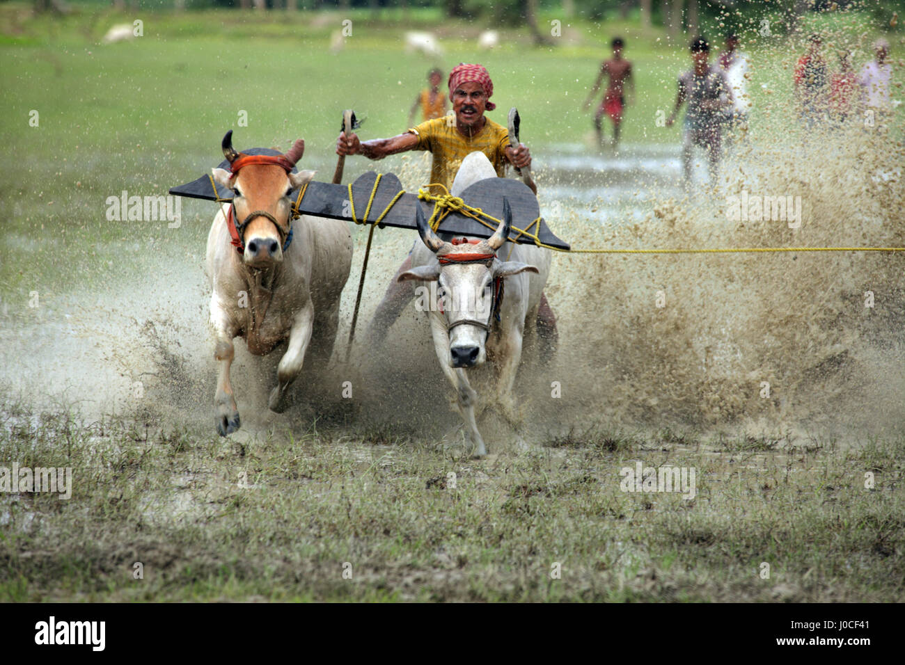 Bull race west bengal india hi-res stock photography and images - Alamy