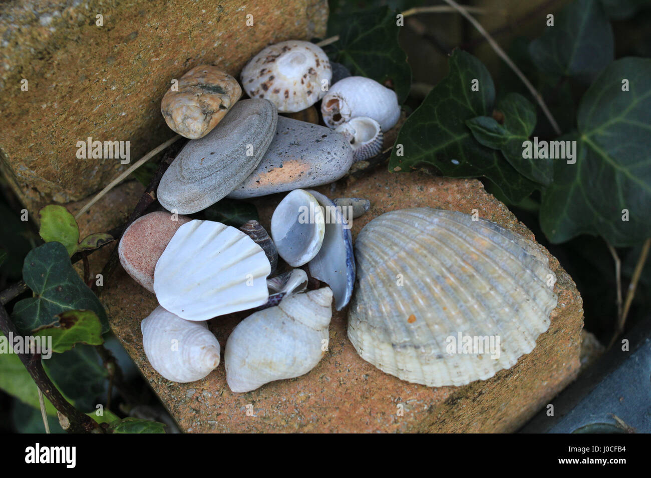 shell still life Stock Photo - Alamy