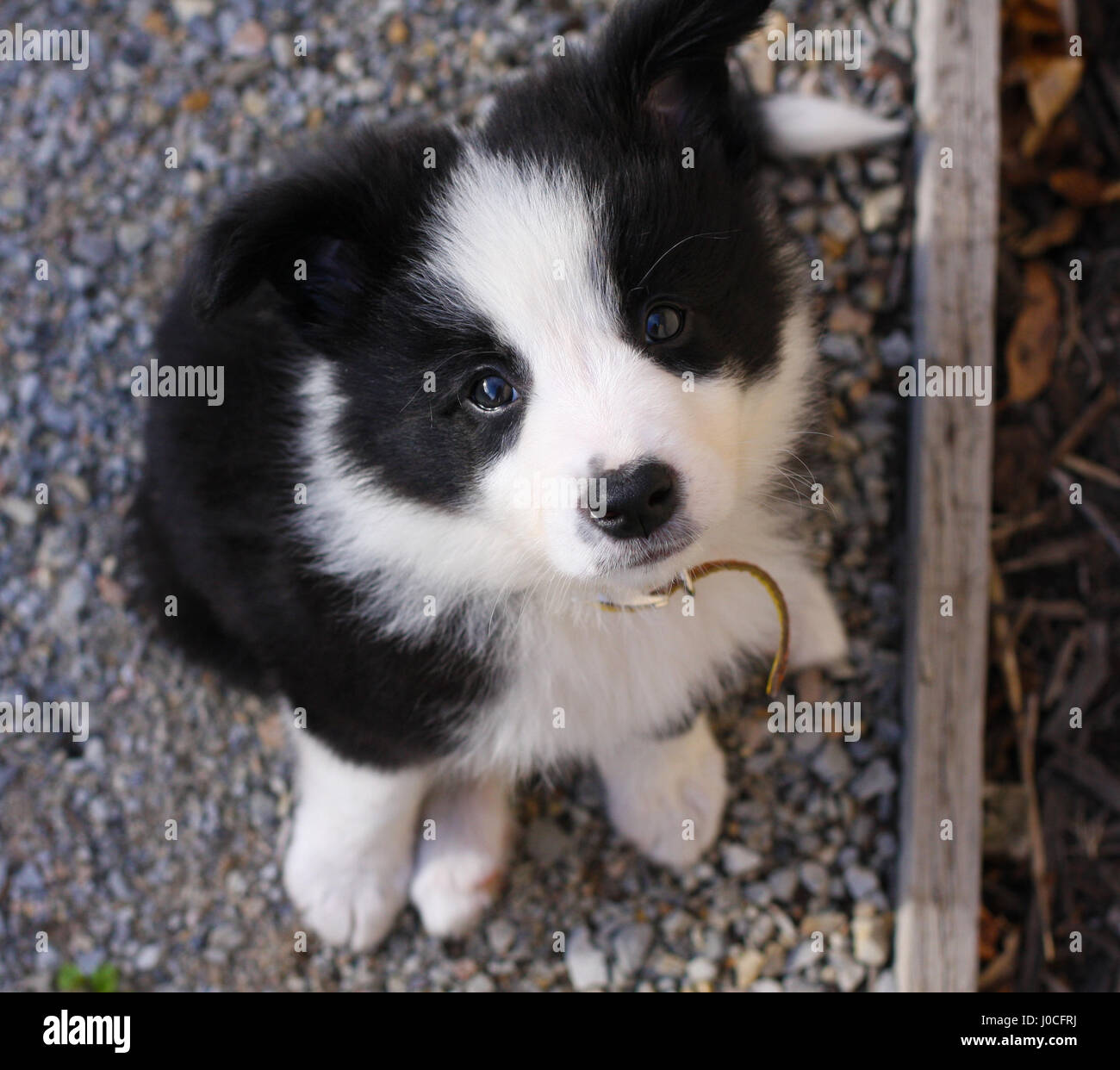 Border collie face hi-res stock photography and images - Alamy