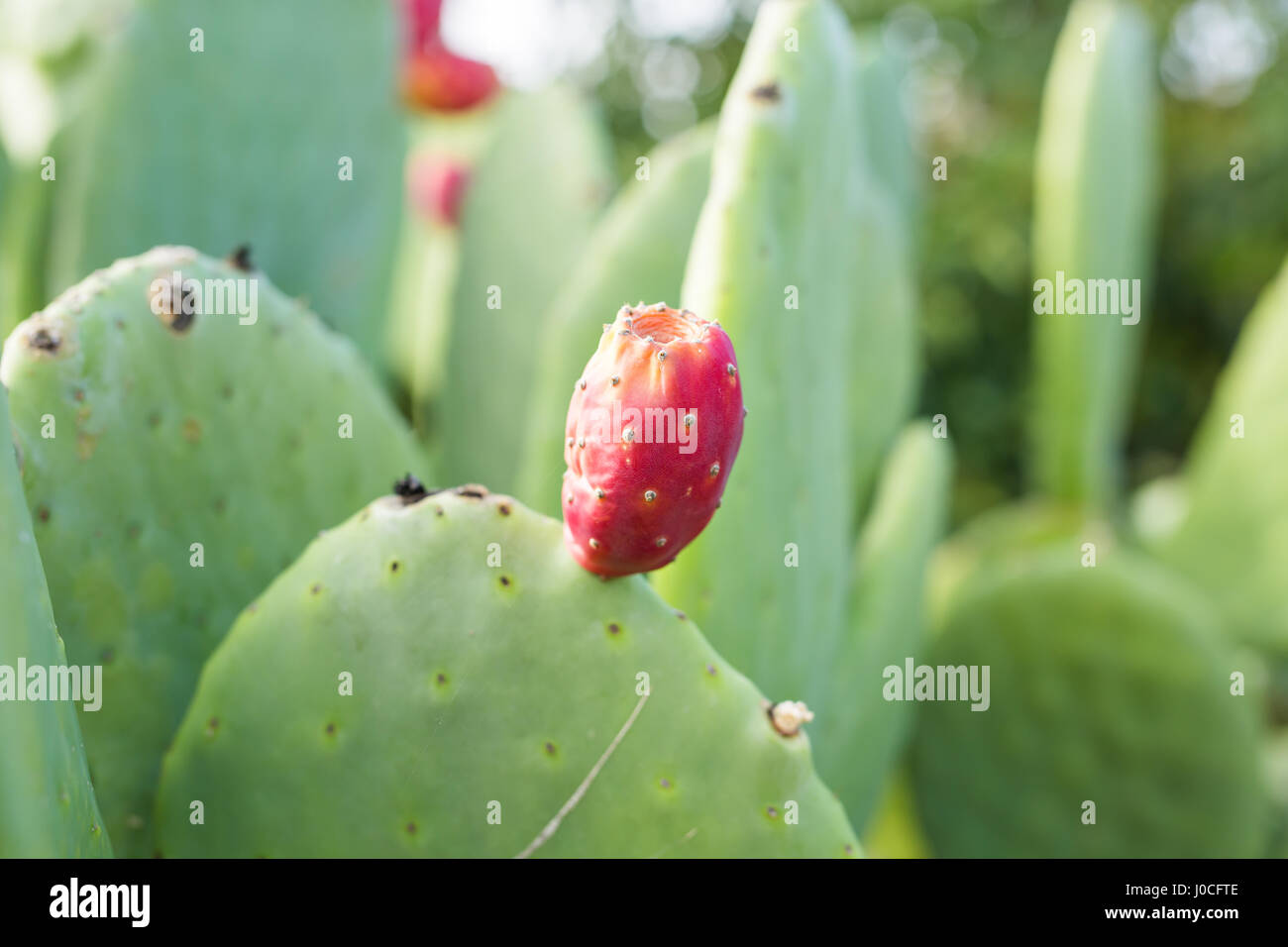 Italy sardinia cactus opuntia ficus indica hi-res stock photography and ...