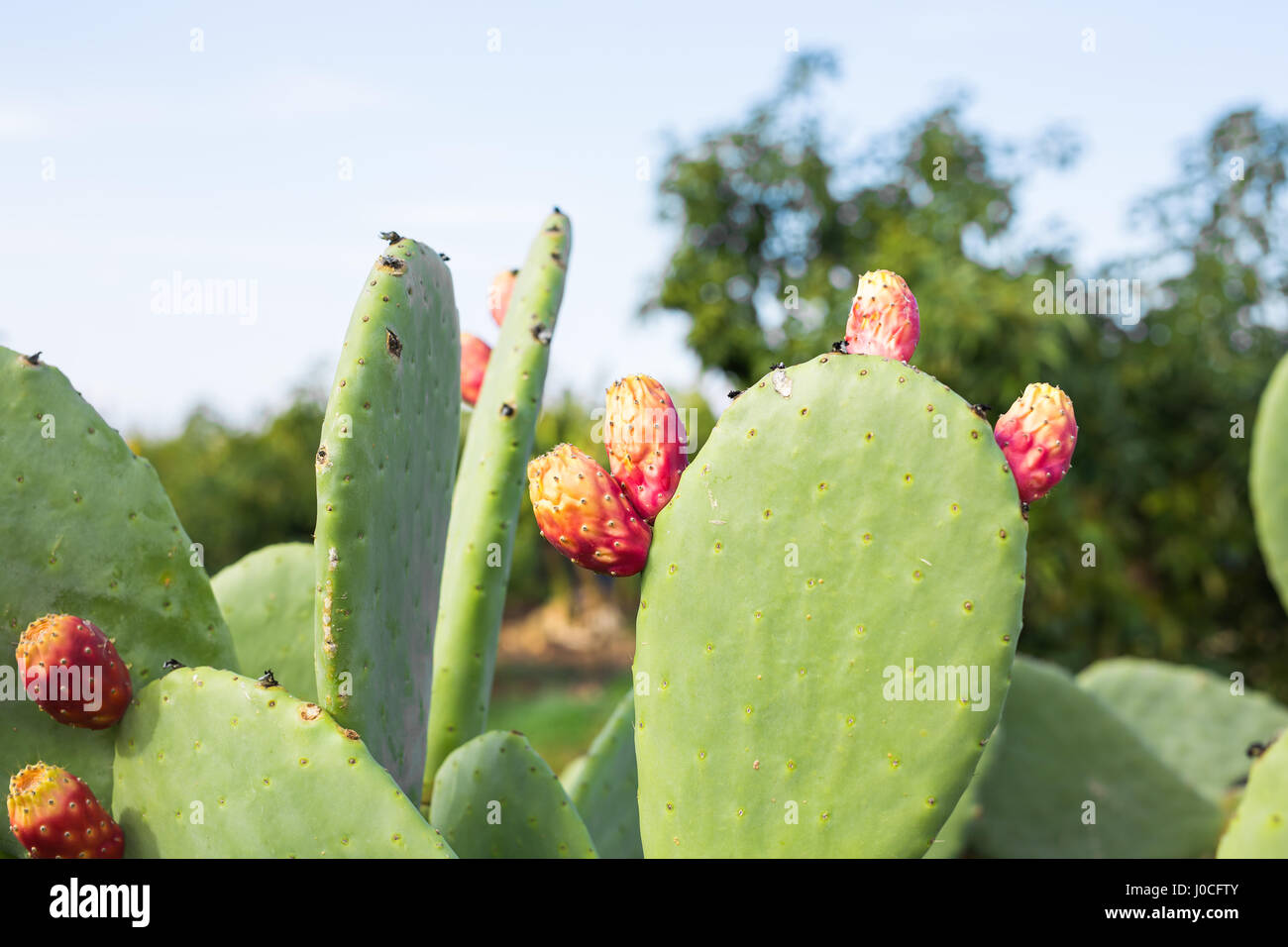 Italy sardinia cactus opuntia ficus indica hi-res stock photography and ...