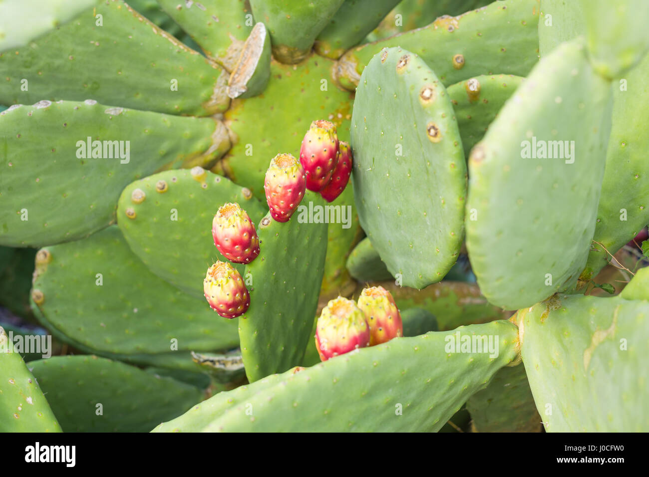 Italy sardinia cactus opuntia ficus indica hi-res stock photography and ...