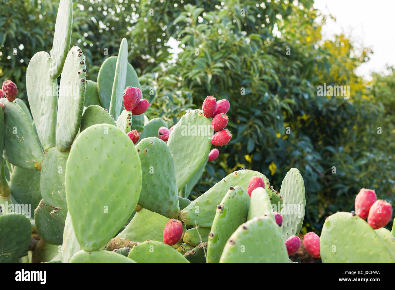 Italy sardinia cactus opuntia ficus indica hi-res stock photography and ...