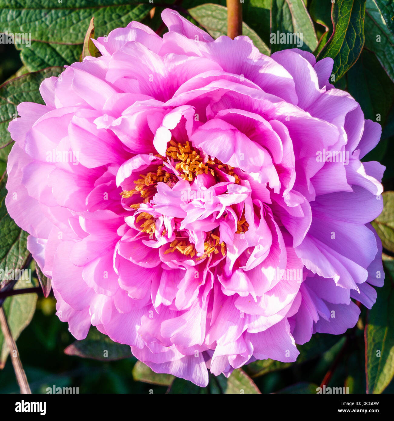 Still life of a single peony flower Stock Photo - Alamy