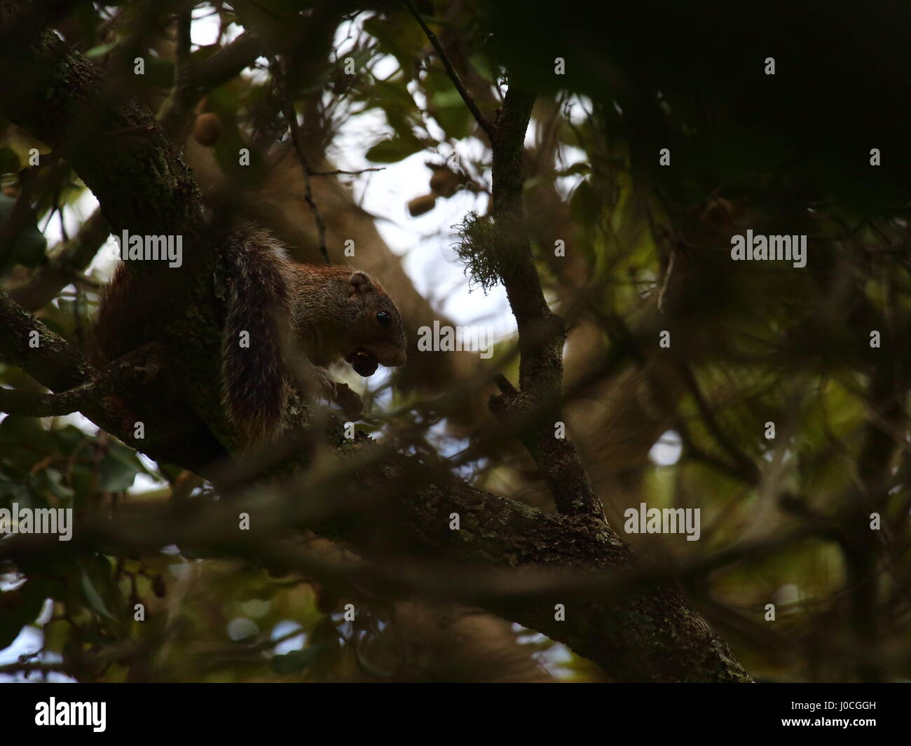 Mutable Sun Squirrel Heliosiurus mutabilis in miombo woodland, Lusaka ...