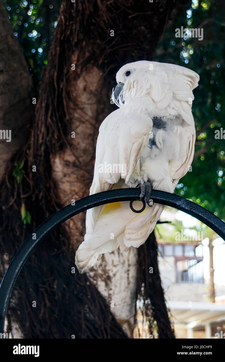 A large white parrot Stock Photo - Alamy