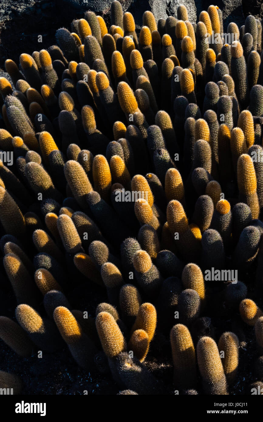 Lava galapagos plant plants hi-res stock photography and images - Alamy